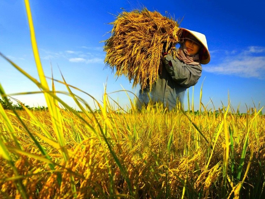 Effectiveness of the socialized model linking rice production and ...